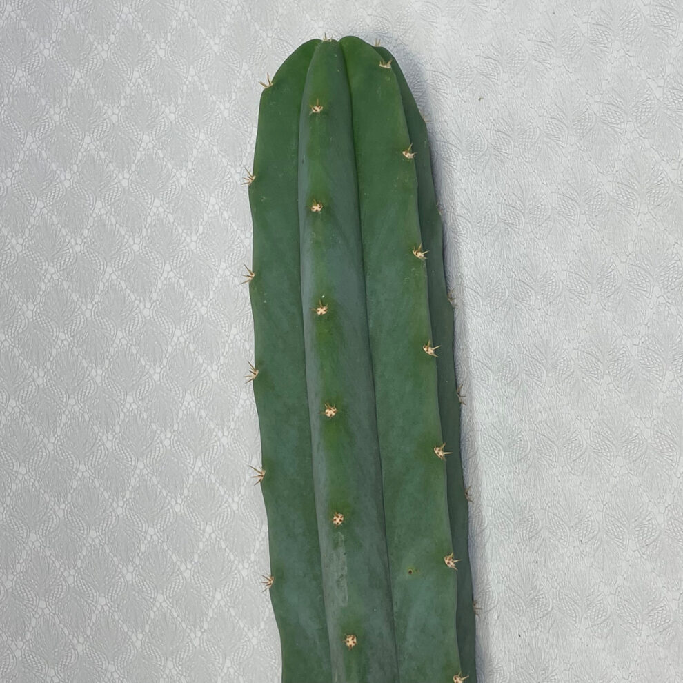 Peruvian Torch Cactus For Sale - Cactus Peruvian Torch