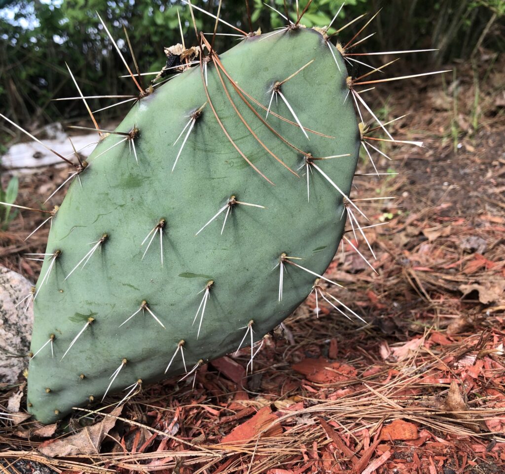 Cold Hardy Prickly Pear Cactus for Sale - San Pedro Cactus